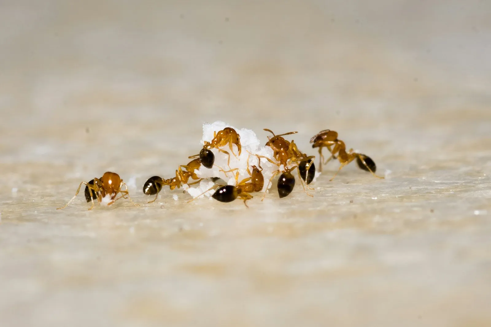 How to Get Rid of Tiny Ants in the Kitchen